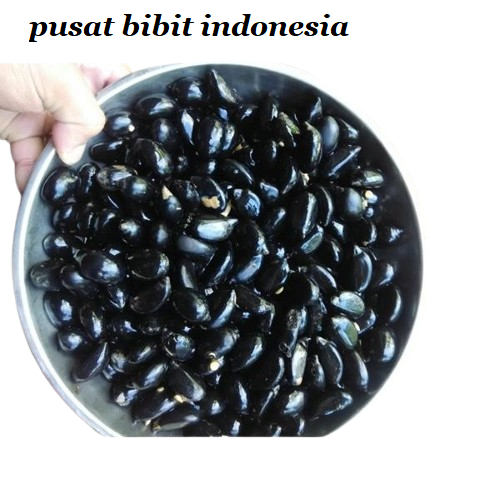 Jual Bibit Biji Aren Genjah Kutim Asli Varietas Super Unggul (1kg ...