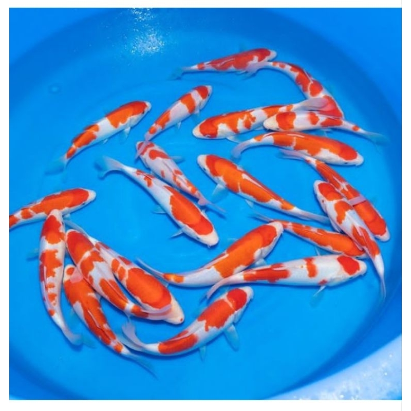 Jual ikan koi baby kecil kohaku sanke shiro | Shopee Indonesia