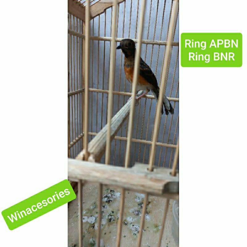 Jual PROMO burung murai batu trotol, Ring APBN, Ring BNR,berganransi jantan dan bersertifikat ...