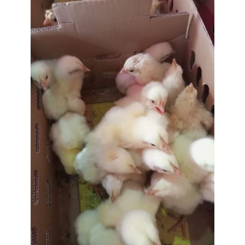 Jual ayam broiler - ayam potong broiler - ayam pedaging broiler - doc ...