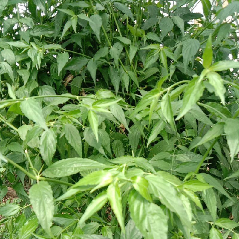 Jual daun segar daun fresh Kalngisir/belalai gajah 115 gr order baru ...