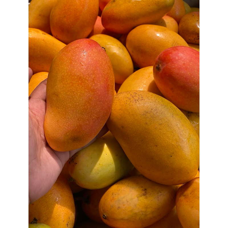 Jual Mangga Podang Gunung Masak Pohon Berat 1 Kg | Shopee Indonesia