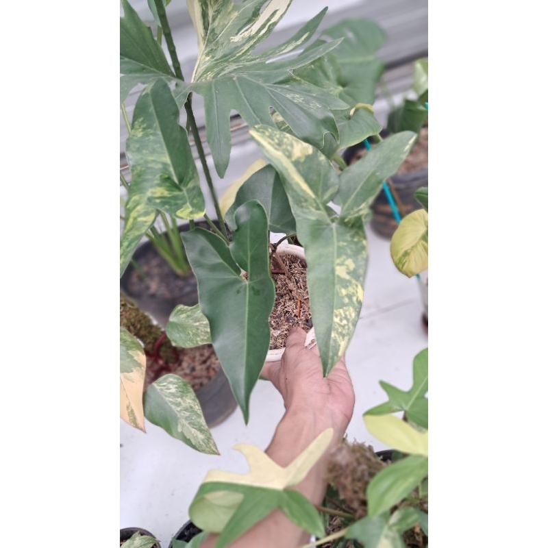 Jual thoumatophyllum angela variegata / philodendron angela variegata ...