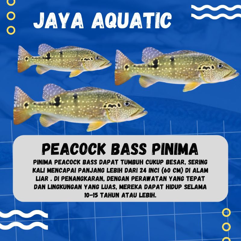Jual Peacock Bass Pinima hiasan aquarium 7-9 cm marking tebal | Shopee ...