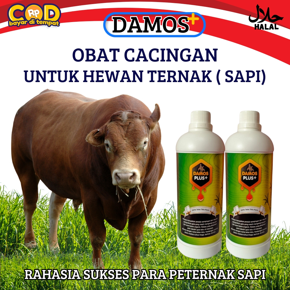 Jual DAMOS PLUS+ Obat Cacing Untuk Sapi Molase Tetes Tebu Murni Ampuh ...