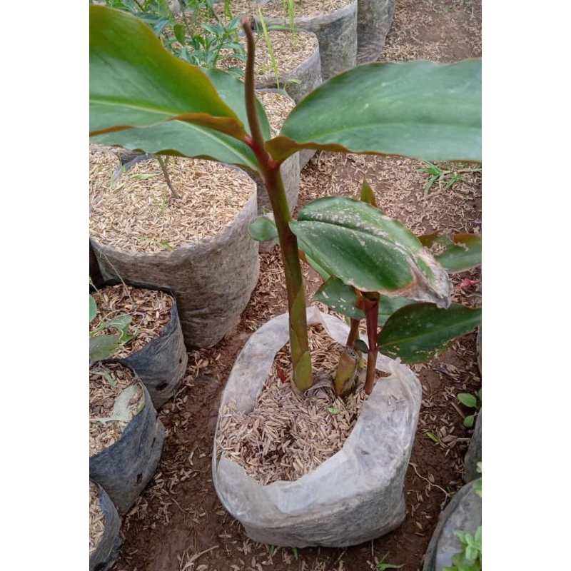 Jual tanaman pohon kecombrang/honje/kencong/bongkot/bunga kantan ...