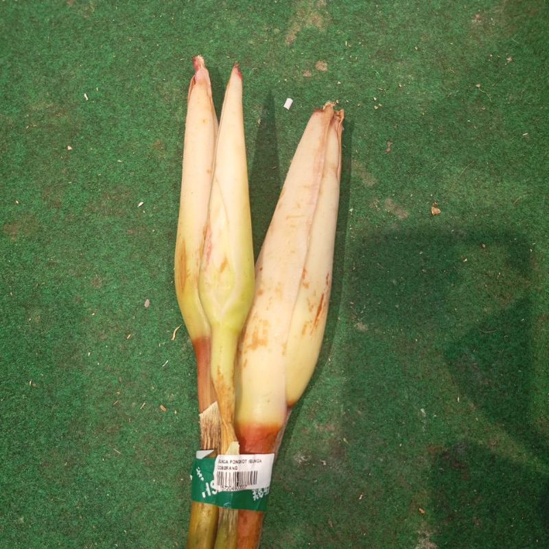 Jual BUNGA PONGKOT COMBRANG BONGKOT 225 GRAM | Shopee Indonesia