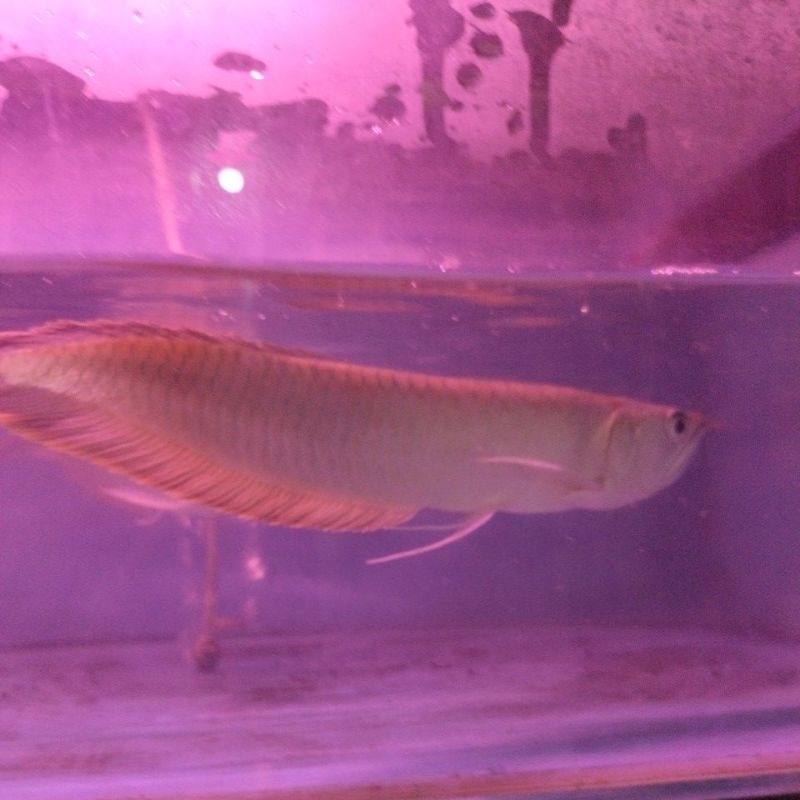 Jual ikan hias arwana brazil besar , ikan arwana brazil | Shopee Indonesia