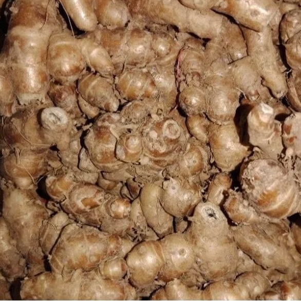 Jual KENCUR CIKUR SEGAR FRES LOKAL JAWA BUMBU SEBLAK 1KG | Shopee Indonesia