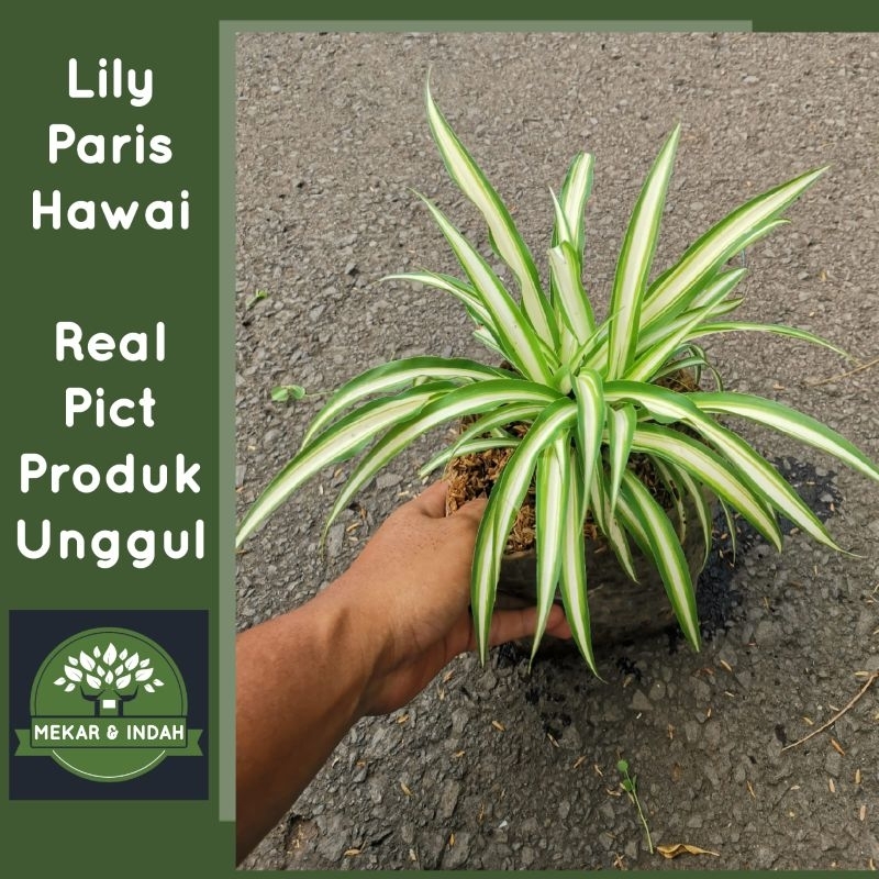 Jual tanaman hias lili paris, spider plant, tanaman lily paris hawai ...