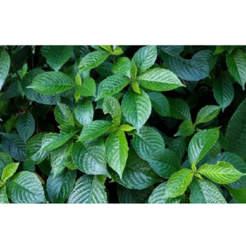 Jual Daun keji beling/pecah beling 1kg segar | Shopee Indonesia