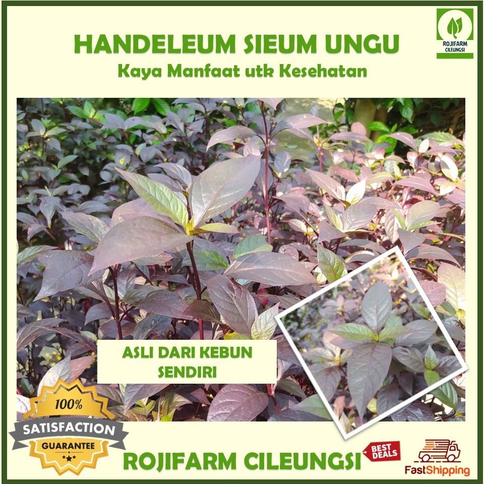 Jual Daun Handeuleum Sieum Ungu segar 100gr - bantu atasi ambeien ...