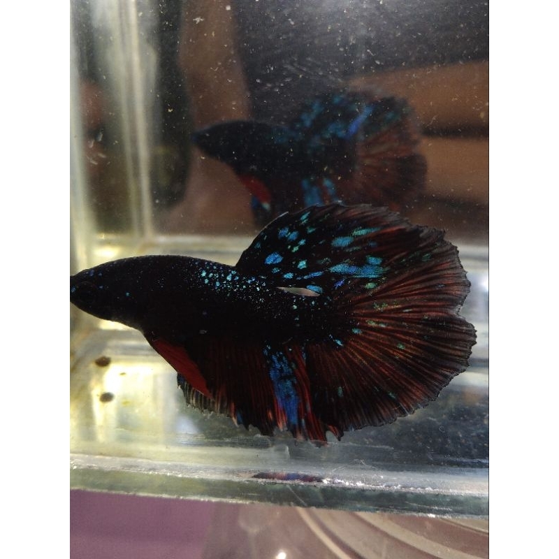 Jual halfmoon avatar | Shopee Indonesia