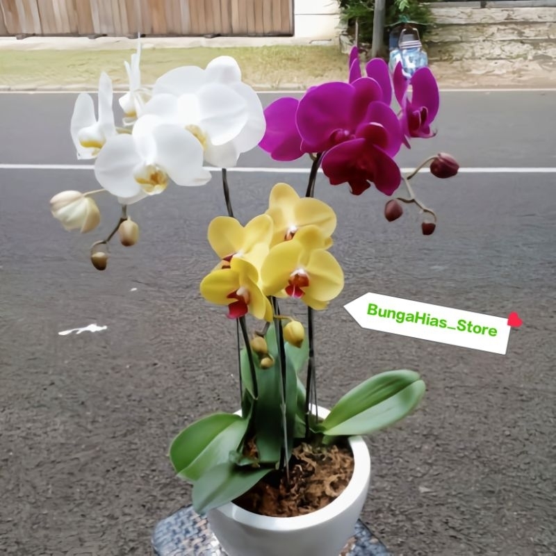 Jual (BISA COD) PROMO! Anggrek Bulan JUMBO PASCA BUNGA Tanaman Hias ...