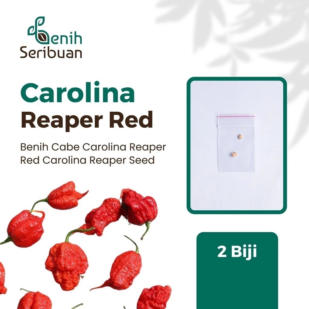 Jual Benih Seribuan - 2 Benih Cabe Terpedas Carolina Reaper Merah ...