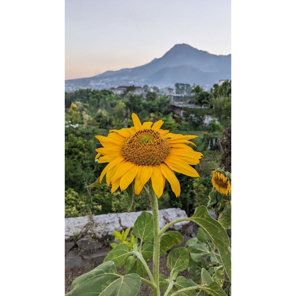 Jual TANAMAN HIAS MATAHARI BERBUNGA - BUKAN KERDIL | Shopee Indonesia