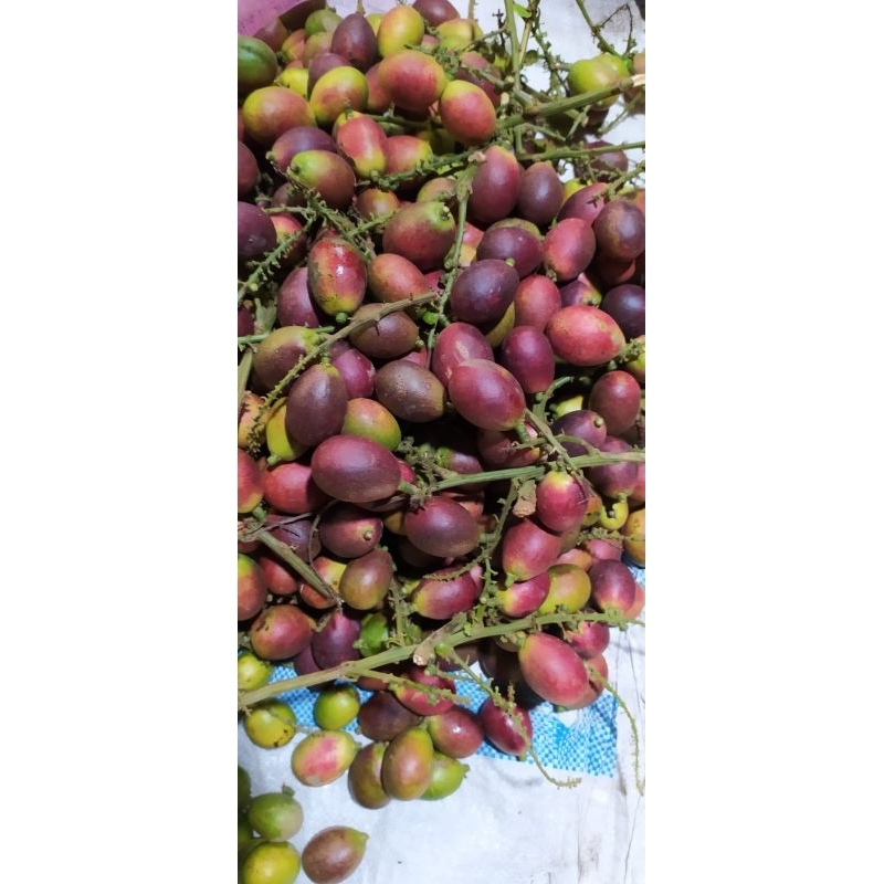 Jual Buah Matoa Buah 3 Rasa Asli Pati jawa Tengah Paket Hemat 2Kg ...