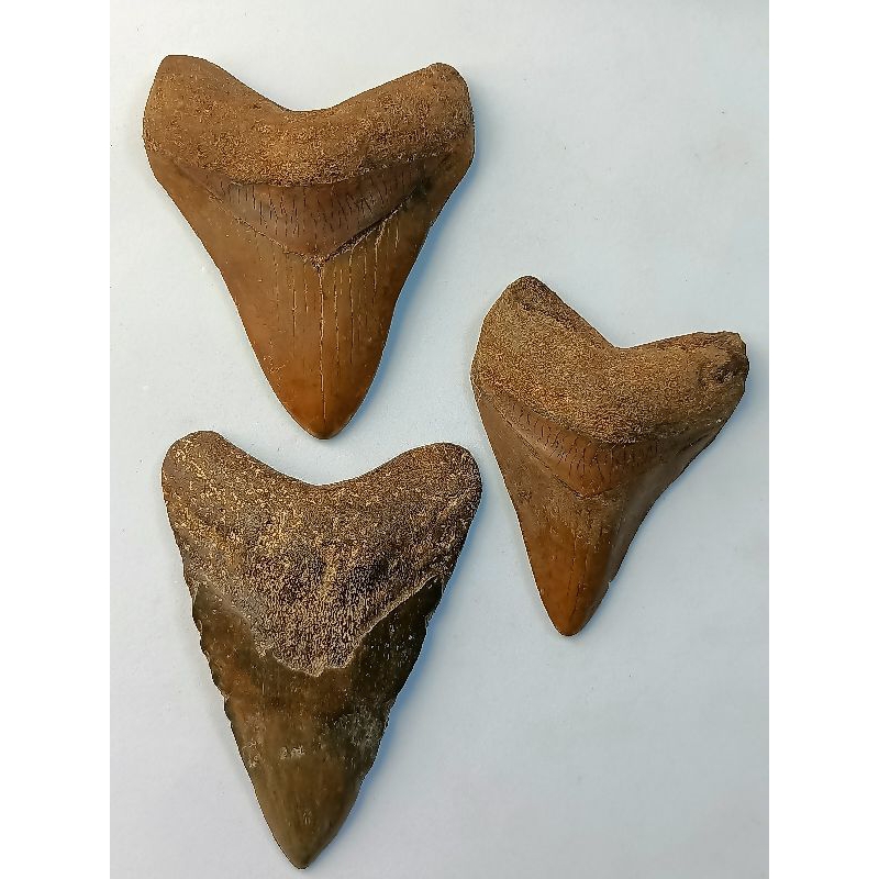 Jual Batu Posil Gigi Hiu Mega Lodon , Asli Natural | Shopee Indonesia