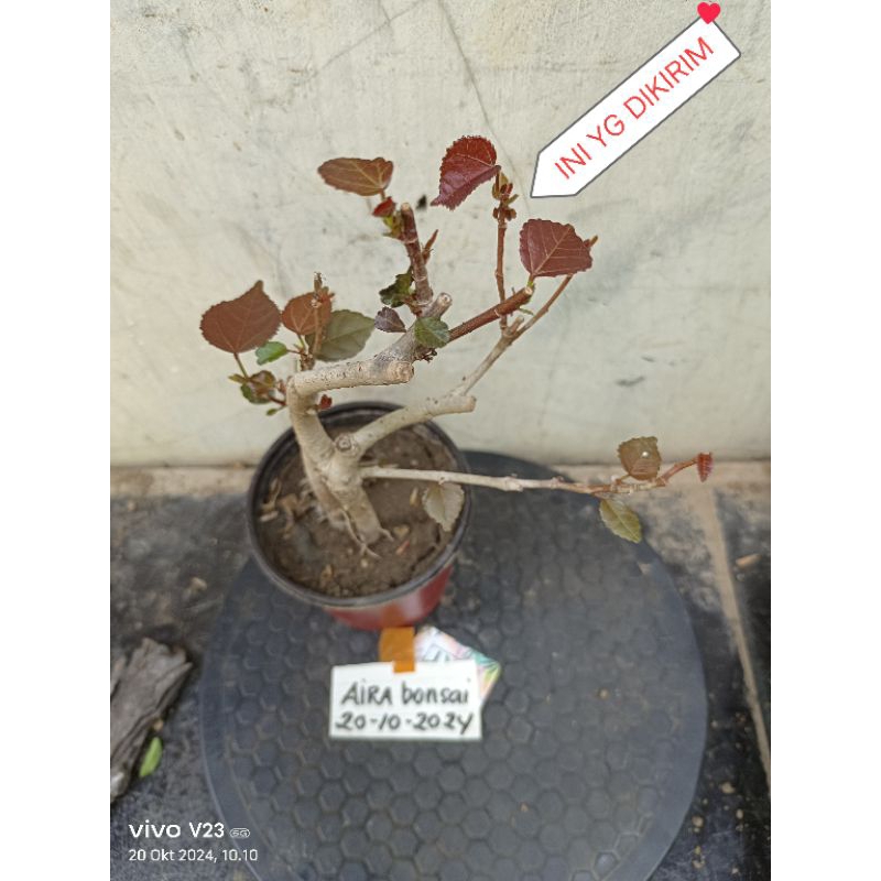 Jual bahan bonsai waru merah real pict | Shopee Indonesia