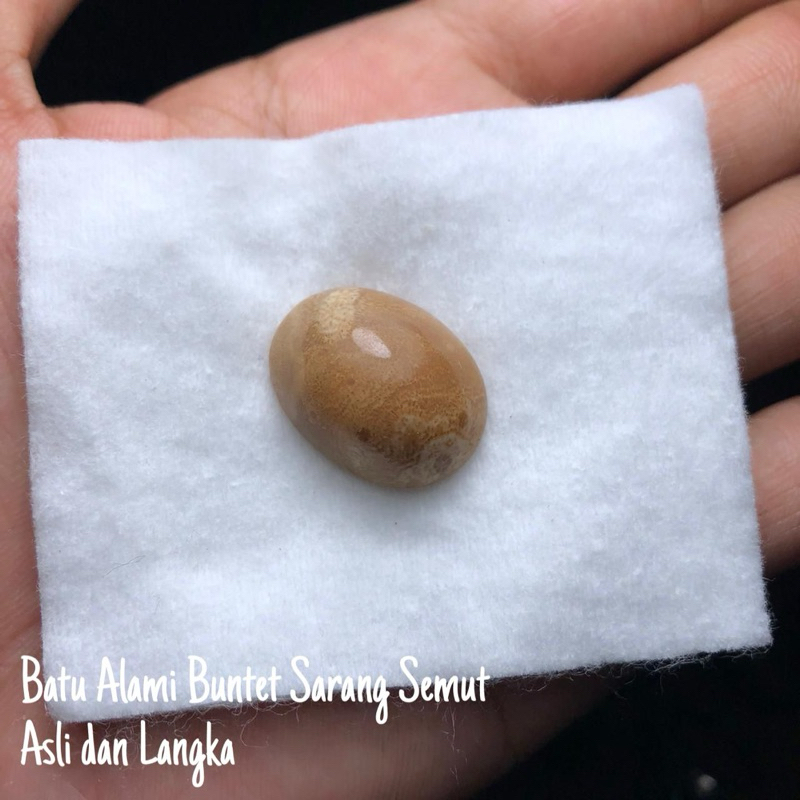 Jual Batu Sarang Semut Asli Kalimantan | Shopee Indonesia