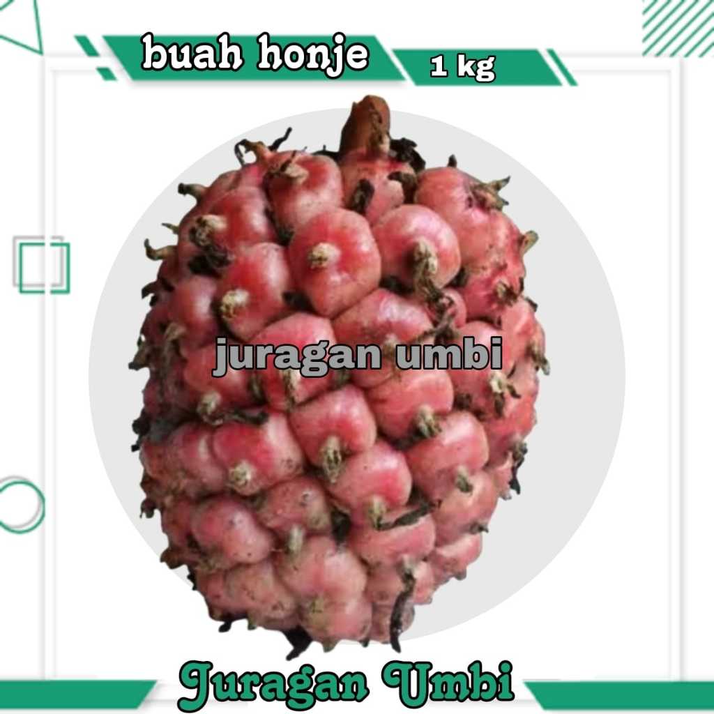 Jual Buah honje | buah kecombrang 1 kg | Shopee Indonesia