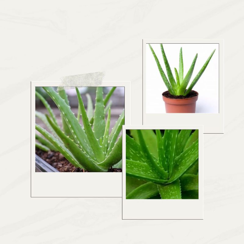 Jual Lidah buaya kecil, Anakan lidah buaya, Lidah buaya mini | Shopee ...