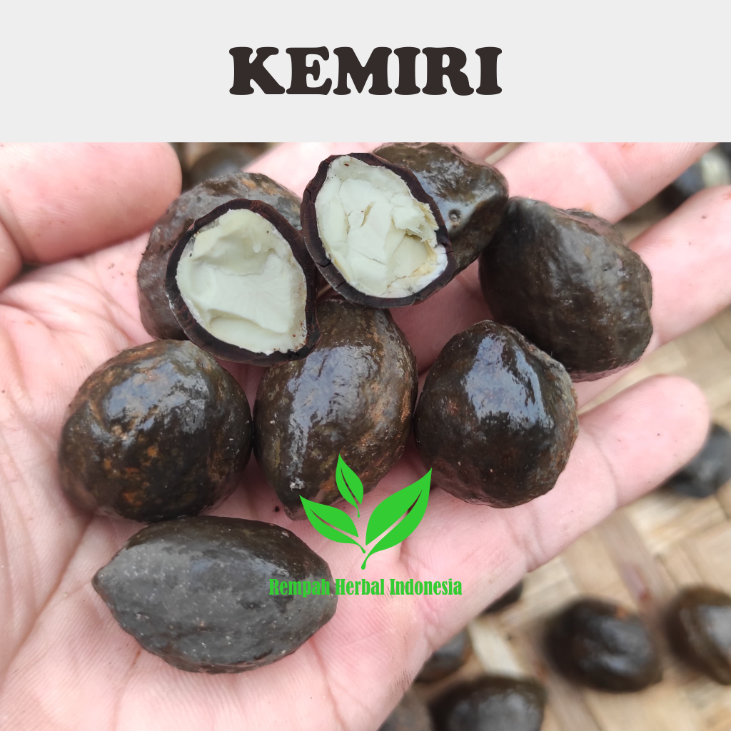 Jual Kemiri Muncang Utuh bulat cangkang Original Organik Berkualitas ...