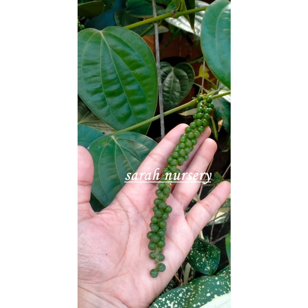 Jual Bibit Tanaman Lada India-Lada Srilanka - Biji Merica lebih Besar ...