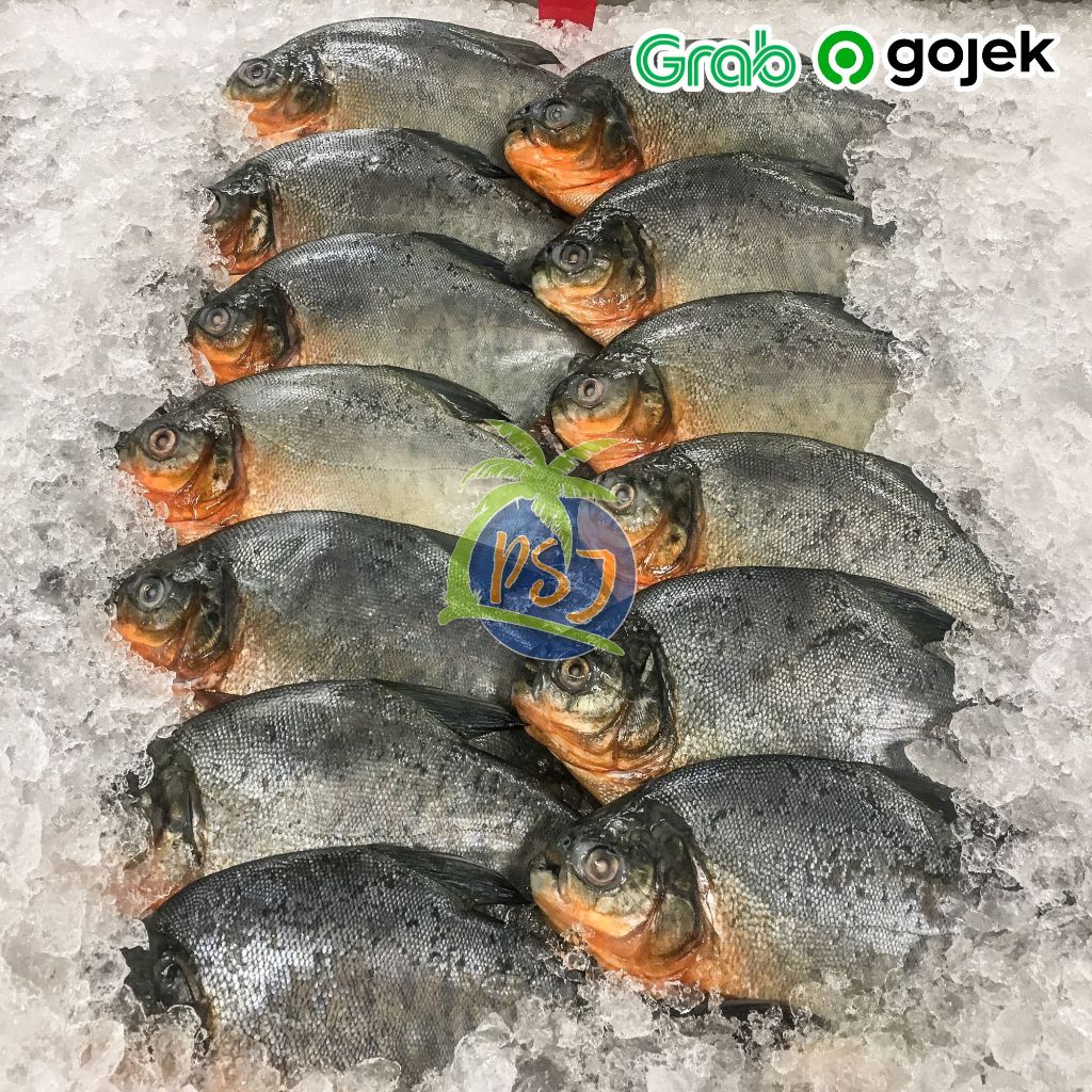 Jual Ikan Bawal Merah Fresh 1kg 3-4 Ekor / Bawal Tawar / Ikan Segar ...
