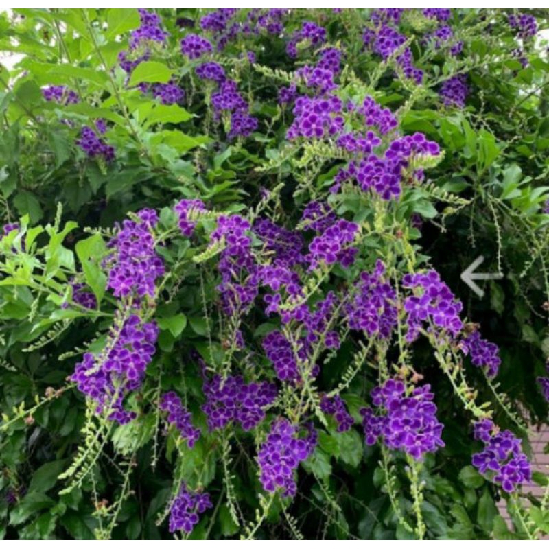 Jual tanaman hias duranta erecta | Shopee Indonesia