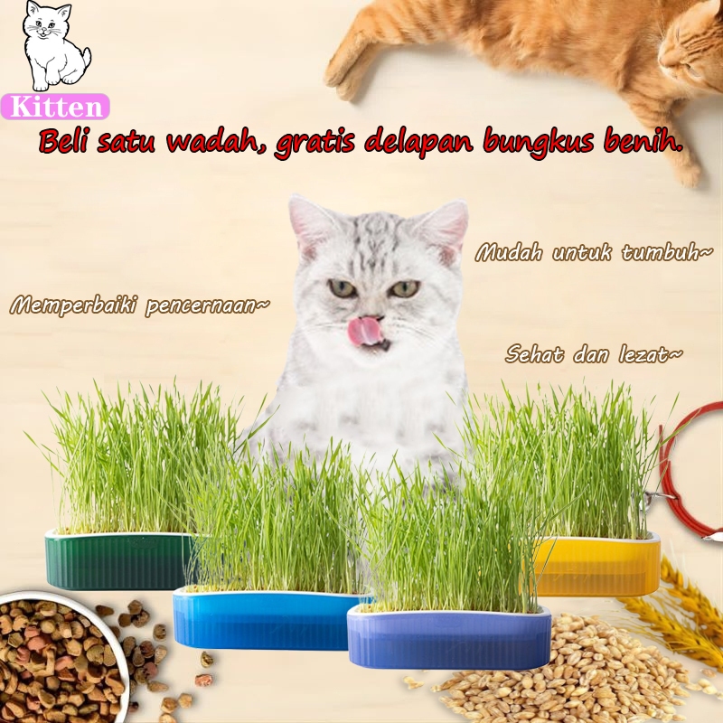 Jual Rumput Kucing Paket Tumbuh Benih Gandum Premium Cat Wheat Grass ...