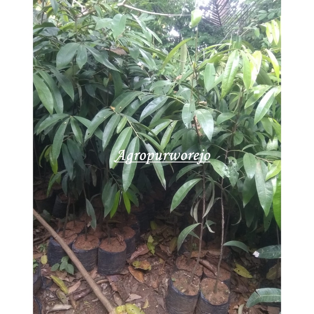 Jual 100 - 150 Cm Bibit tanaman kayu eboni I Ebony - Harga Terjangkau ...