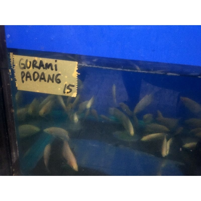 Jual gurami Padang | Shopee Indonesia