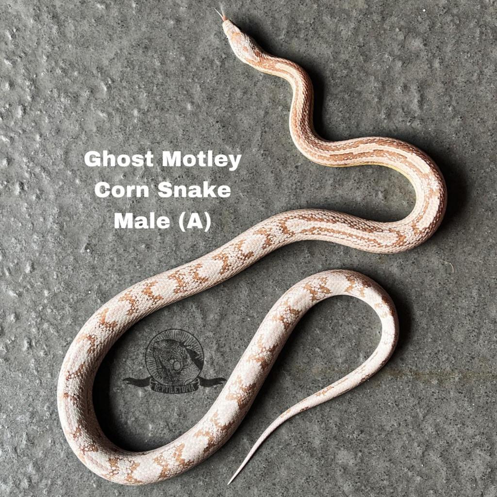 Jual Kartu Corn Snake Ghost Motley - bukan king milk ball python albino ...