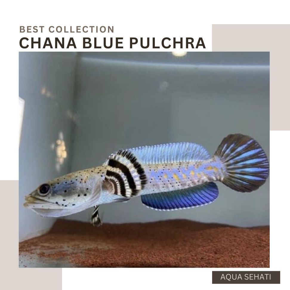 Jual ikan channa chana blue pulchra yellow dots | Shopee Indonesia