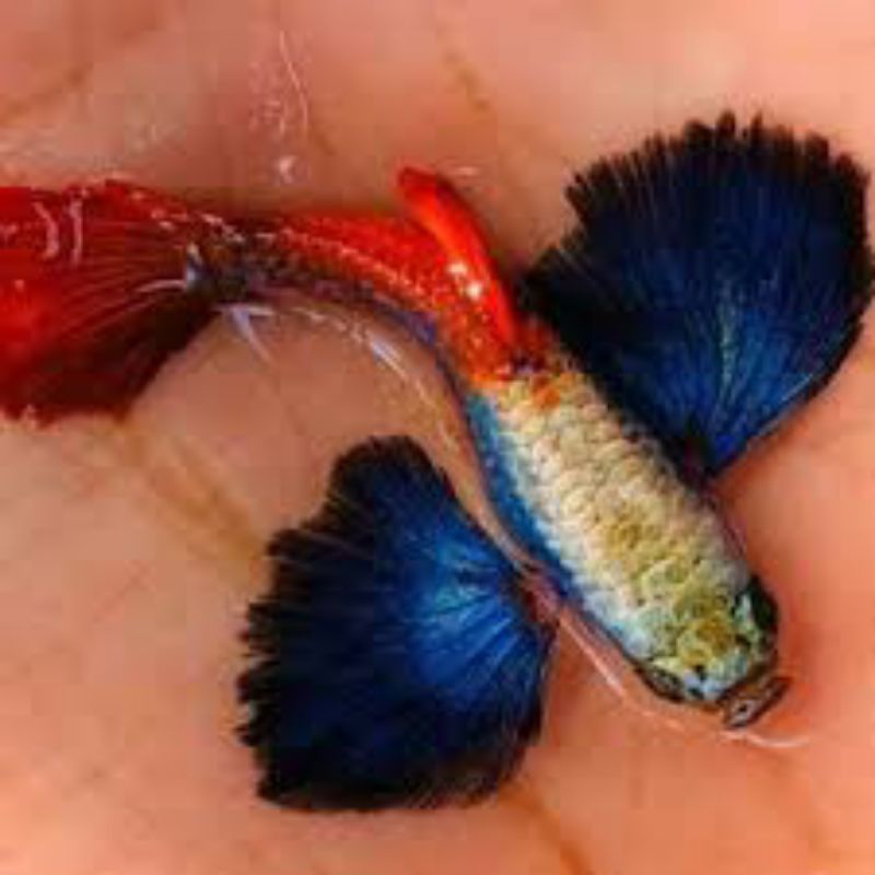 Jual ikan gupy sirip besar kupu-kupu grade A, gupi prtde kuping besar ...