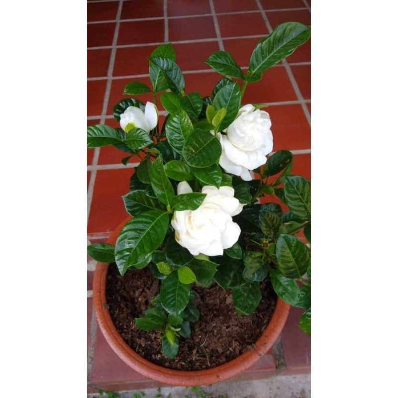 Jual TANAMAN HIAS BUNGA CEPPIRING/PECAH PIRING | Shopee Indonesia