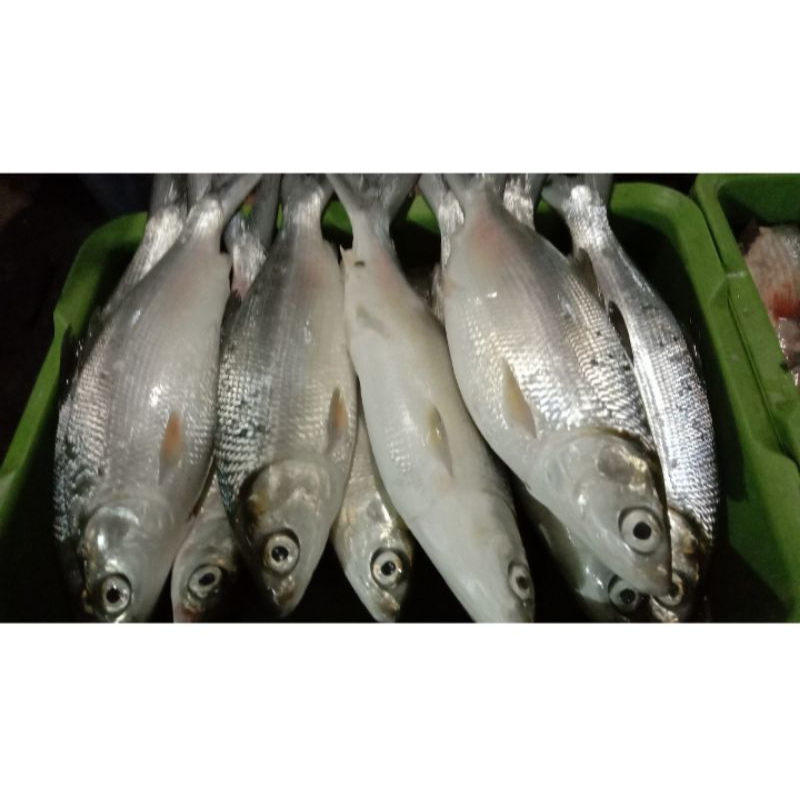 Jual Bandeng Segar / Ikan Bandeng 600g | Shopee Indonesia