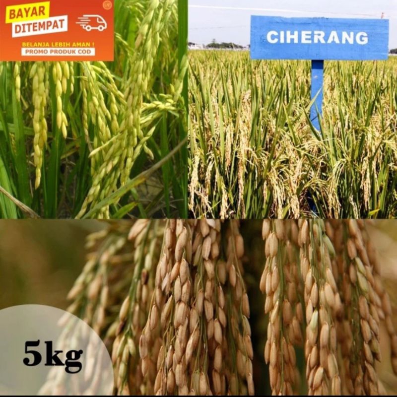Jual BENIH PADI CIHERANG TERBARU 5KG | Shopee Indonesia