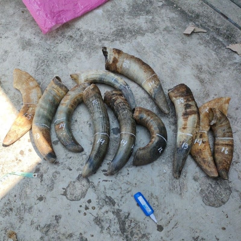 Jual tanduk sapi padatan 10-15 cm | Shopee Indonesia