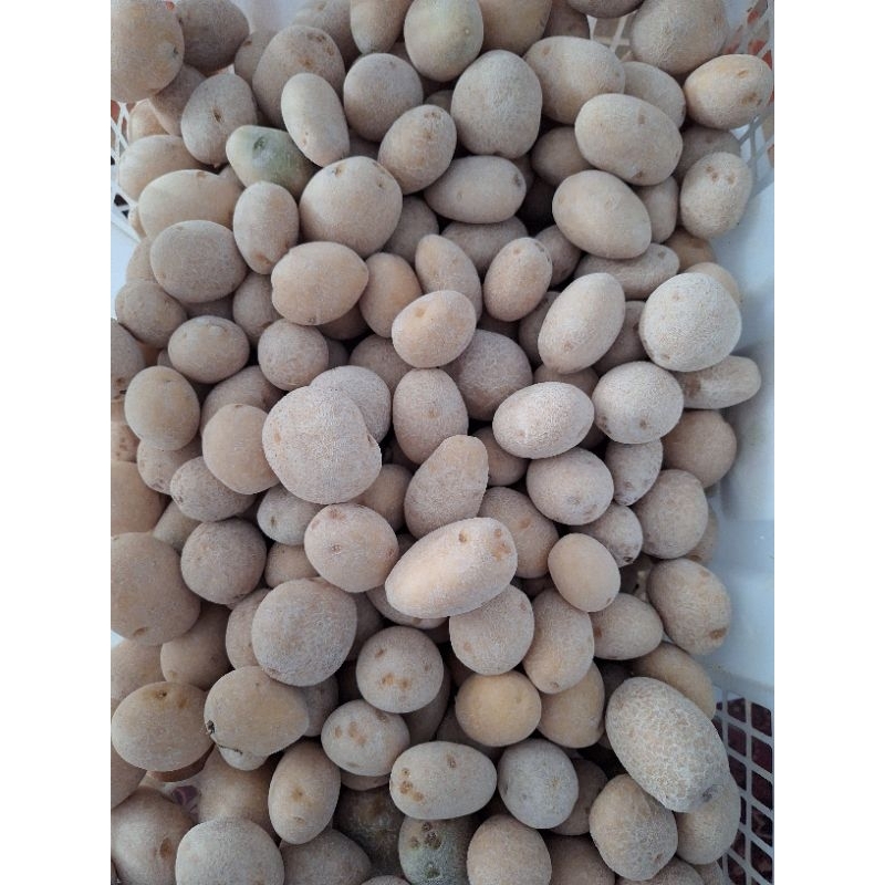 Jual Benih Kentang Granola L G2 Kemasan 15kg | Shopee Indonesia