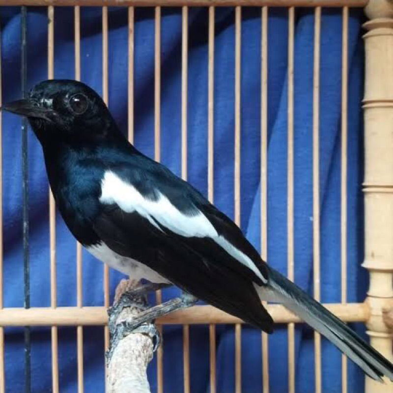 Jual burung kacer Daput pilihan jantan super | Shopee Indonesia