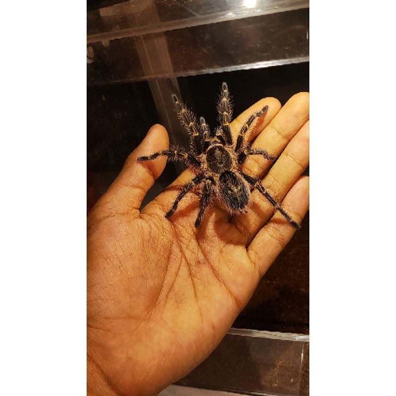 Jual [Satuan] Sling Tarantula Gramostola Pulchipres 2cm | Shopee Indonesia