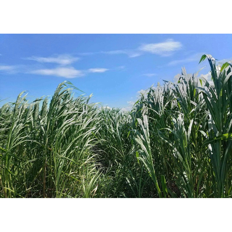 Jual BIBIT RUMPUT PAKCONG/PAKCHONG SUPER 1KG (PAKAN TERNAK) | Shopee ...