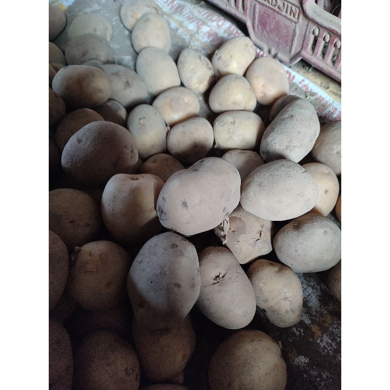 Jual kentang ukuran sedang | Shopee Indonesia