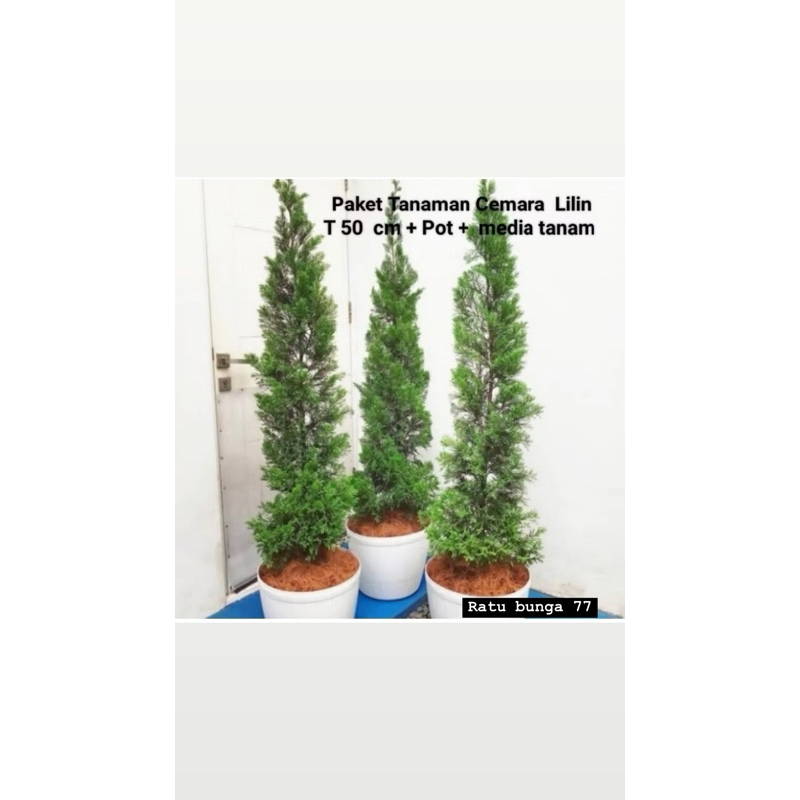 Jual paket tanaman cemara lilin + 50 cm + pot putih gentong 27 cm + 3 ...