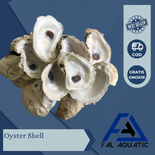 Jual Oyster Shell Kiloan / Kulit Kerang Media Filter / Oyster Shell ...
