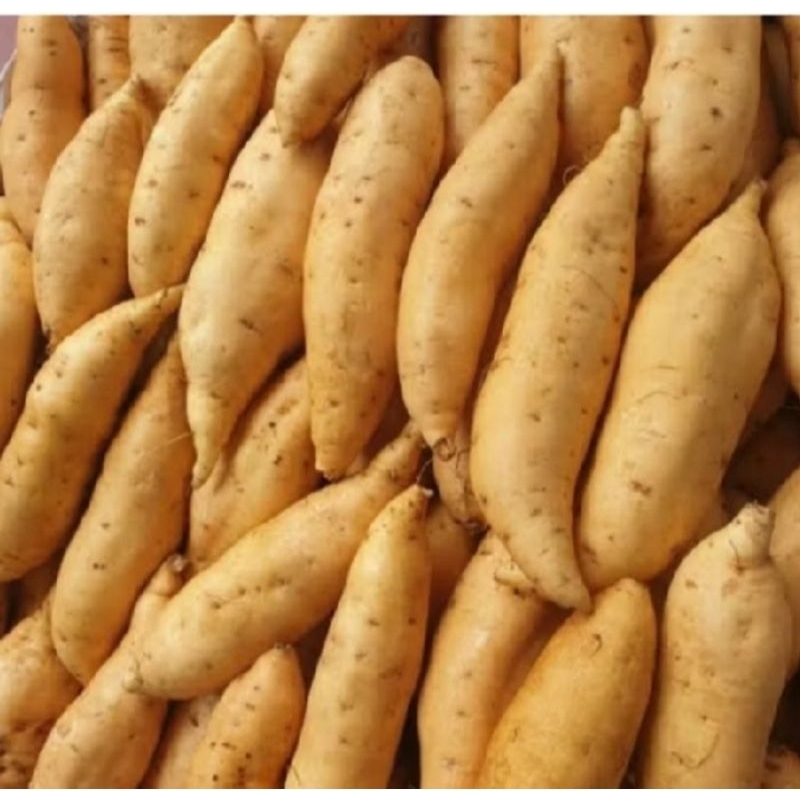 Jual ubi cilembu / ubi madu cilembu mentah / ubi cilembu segar 1kg ...