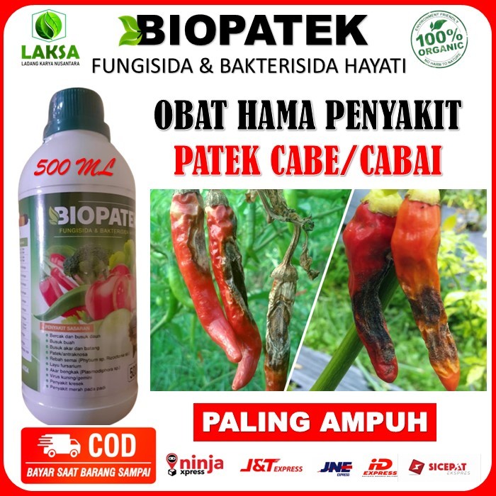 Jual Promo Obat Hama Tanaman Mengatasi Serangan Patek Pada Tanaman ...