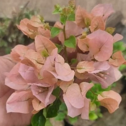 Jual Bougenville Adas Joy (Bibit Sambung) | Shopee Indonesia